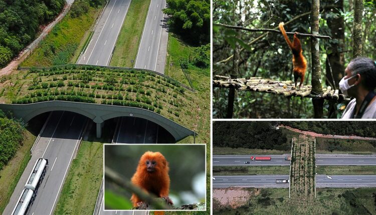 Brazil builds bridge for endangered monkeys to help them cross motorway ...